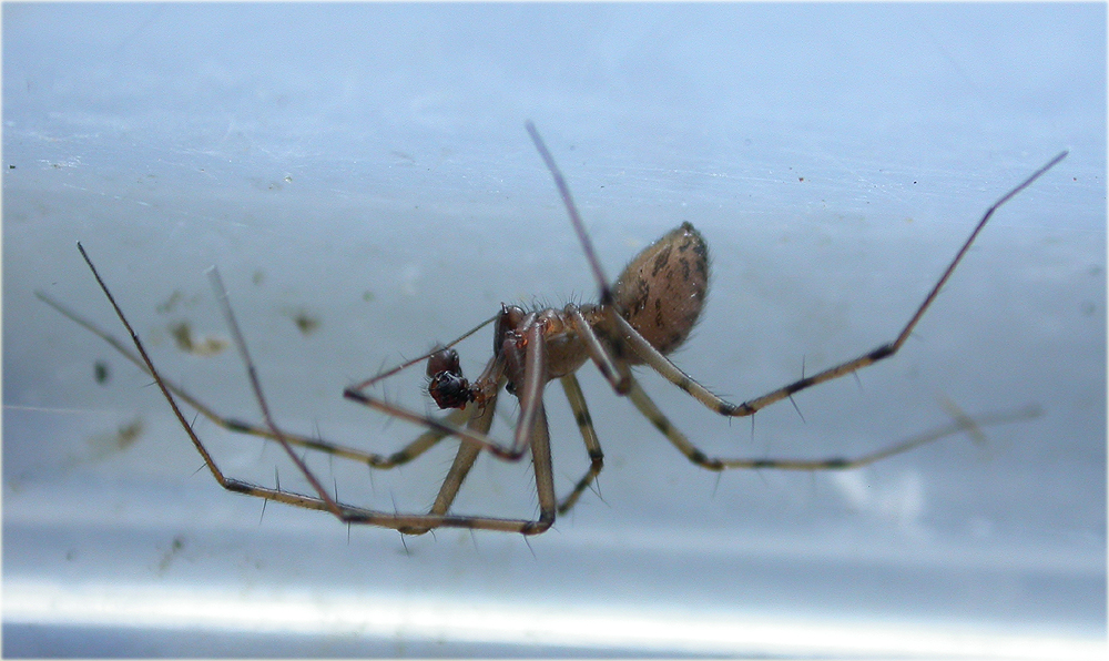 Arachnerds: Money Spiders - Linyphiidae