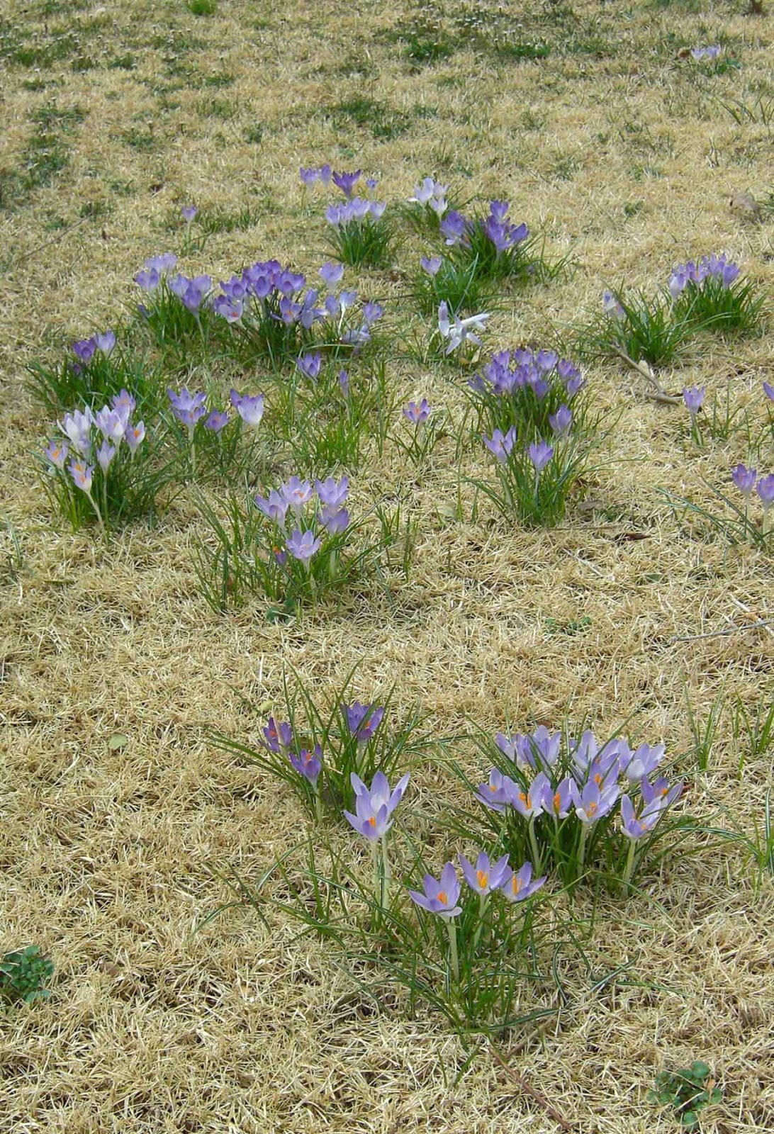 Picture of the Week: Crocuses In the Lawn