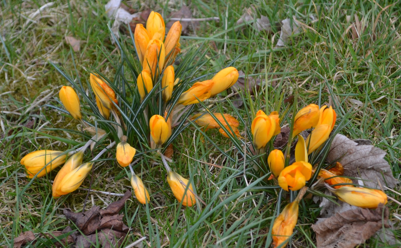 Walks among Flowers: Berkshire: Inkpen Crocus Field and Steventon