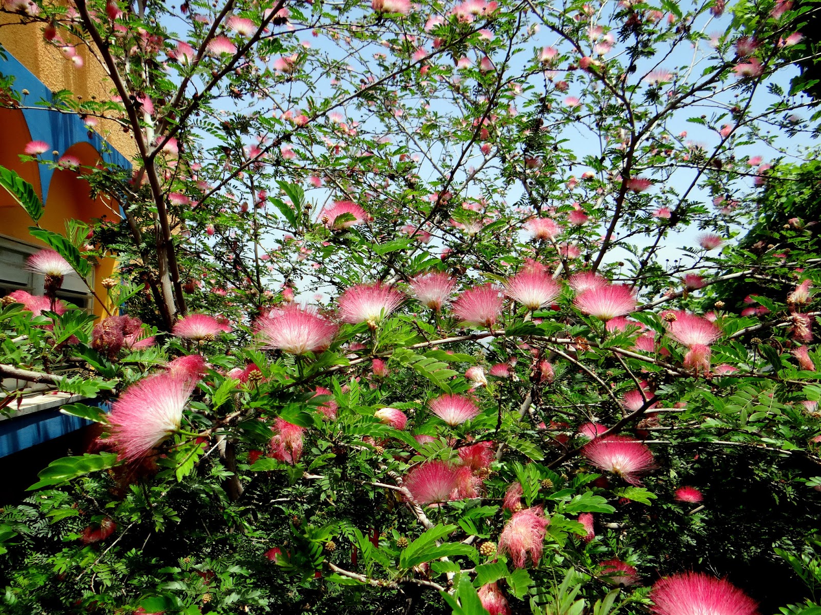 PazzaPazza: NEMUNOKI - THE SLEEPING TREE