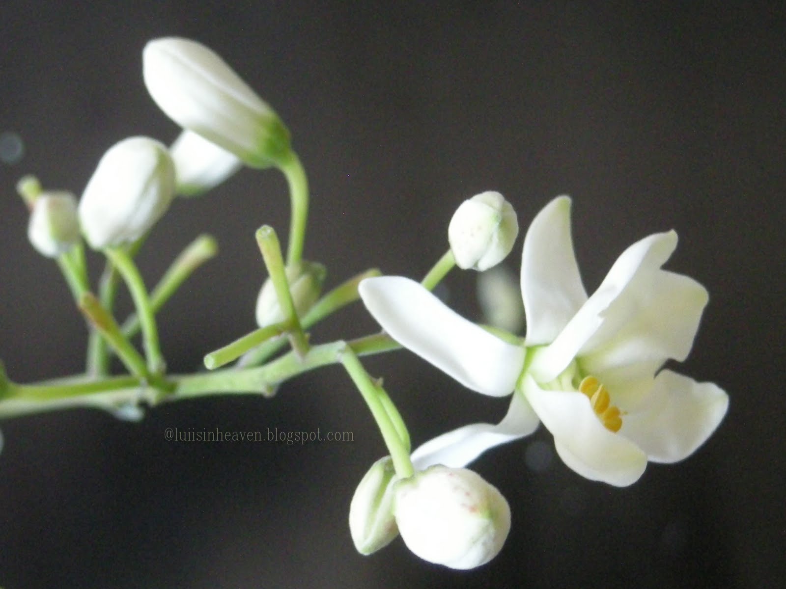 lui is in heaven: The Moringa Flower!