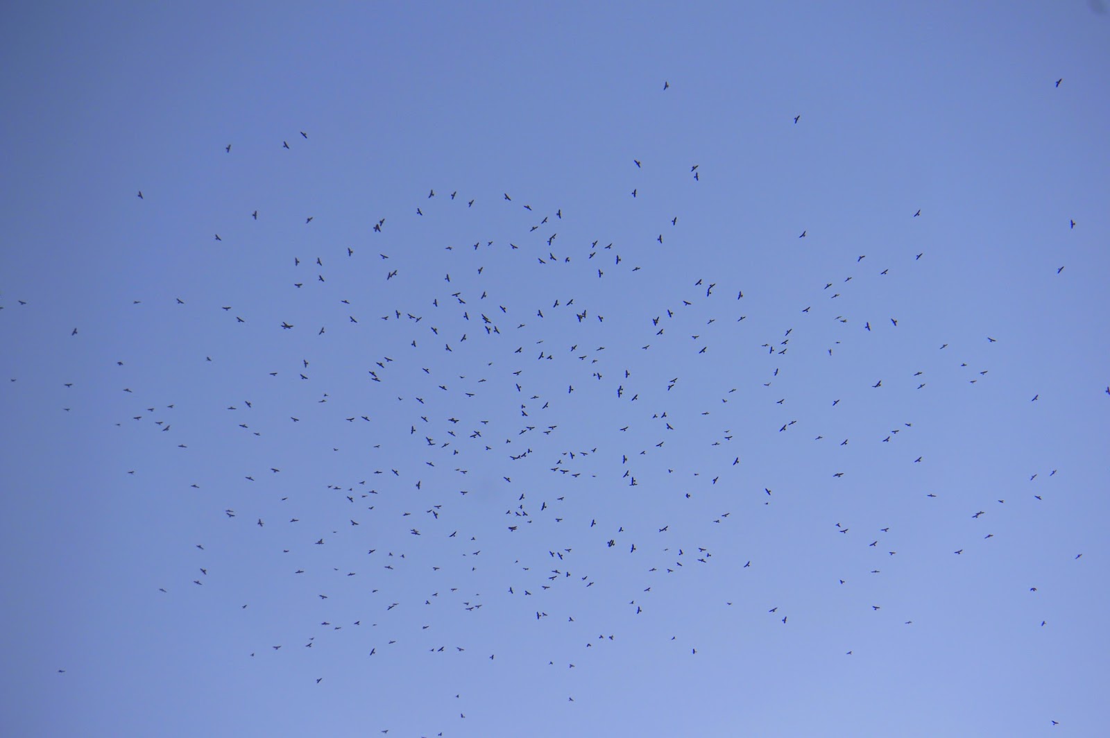 Johnson's bromeliads & falconry: Accipiter soloensis (Chinese sparrowhawk)