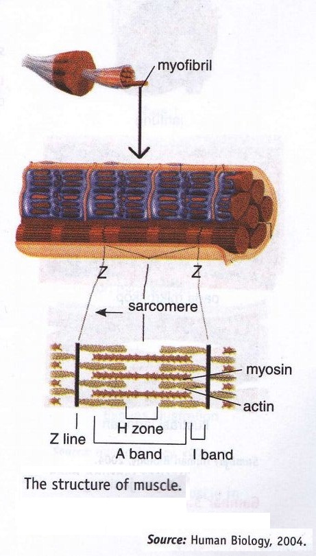 Muscular System And Structure Of Muscle - New Science Biology
