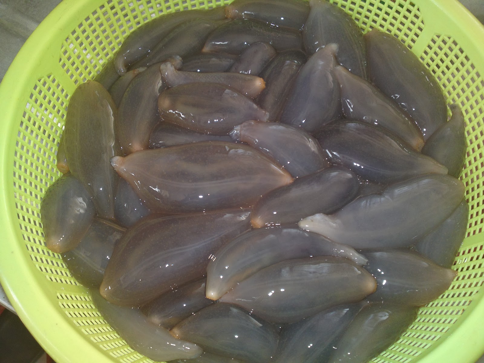 Gila Bunga: Beronok ohhh beronok