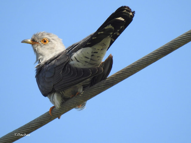 PASARI DIN ROMANIA: CUCUL (1), Cuculus canorus