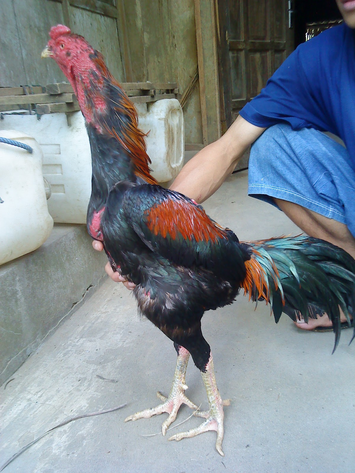 Memilih Ayam Aduan Katuranggan atau Teknik