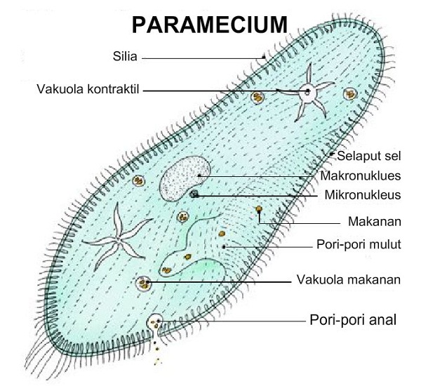 Materi Pelajaran SMA: Protista Lengkap : Pengertian, Ciri-ciri ...