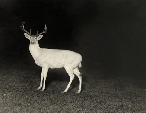 squattocracy: George Shiras