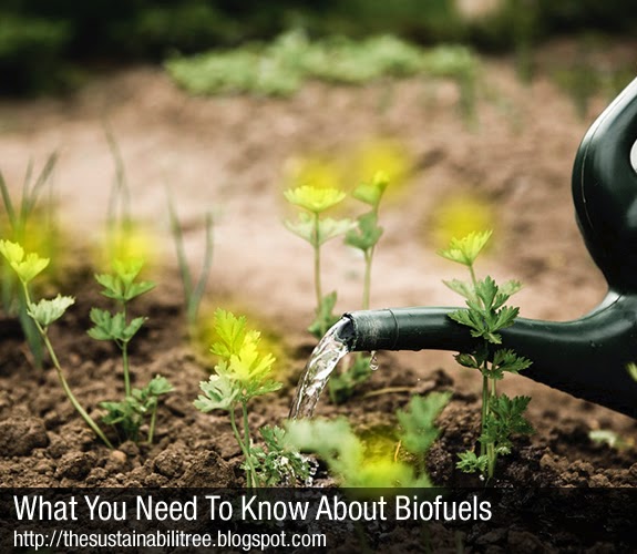 What You Need To Know About Biofuels - The Sustainabilitree