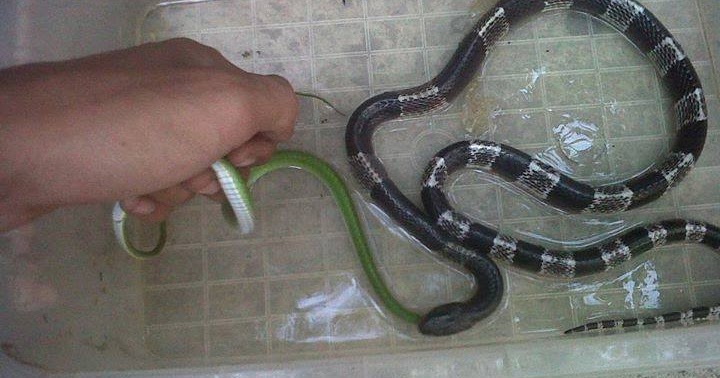 Ular Weling | REPTIL WAHYU