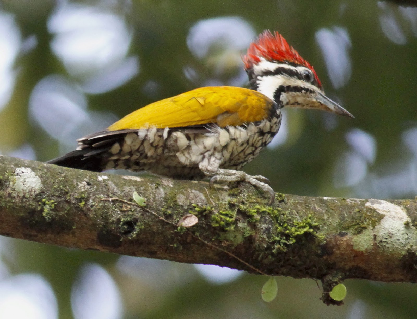 Mike is the name Birding is the game ( Birding in Malaysia - Malaysian ...