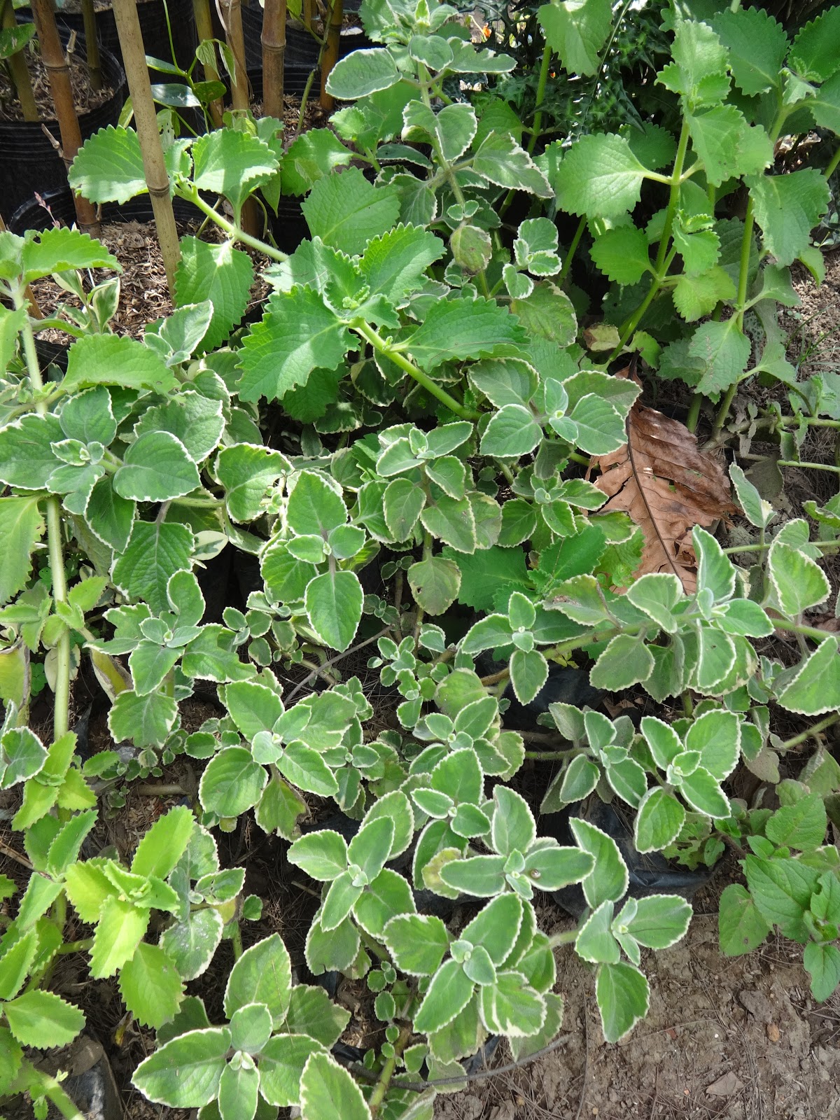 Herbs from Distant Lands: Plectranthus amboinicus, Coleus aromaticus ...