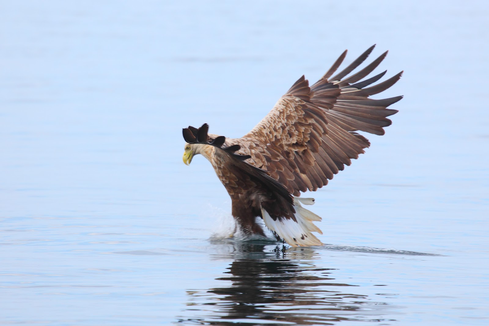 Mull sea eagles diary: Mull Eagle Watch a Five Star wildlife attraction