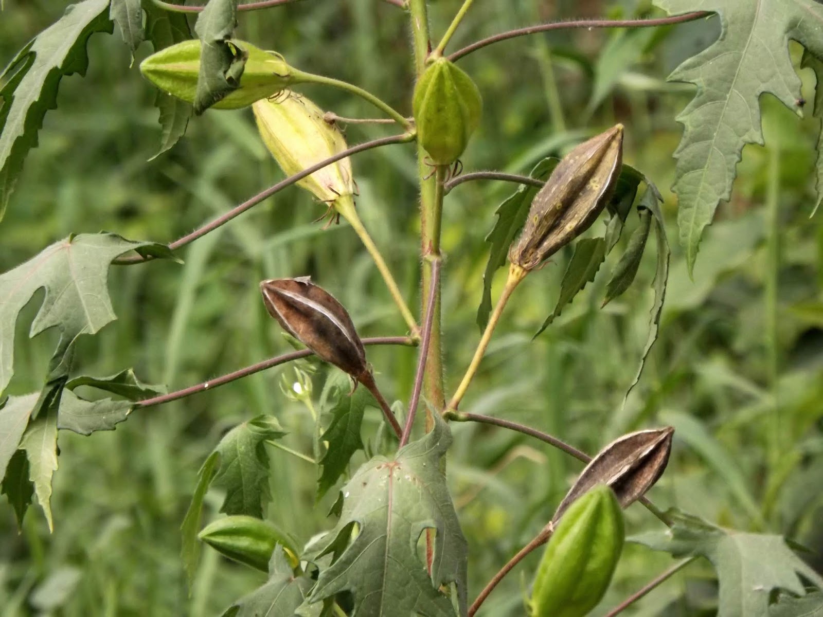 Kastuli, Abelmoschus Moschatus, Musk Mallow Philippine, 43% OFF