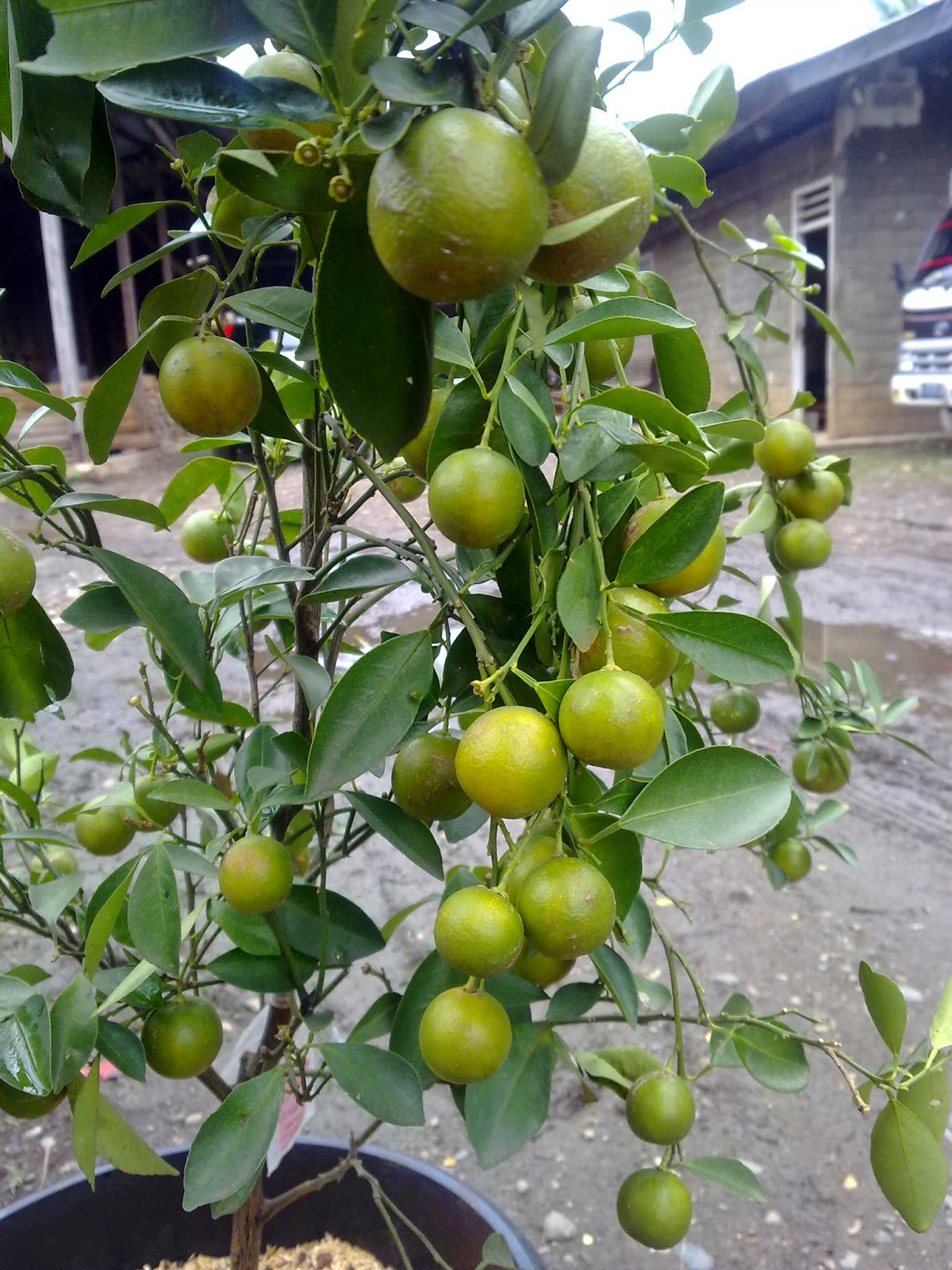 Mulia Fruit Garden: JERUK