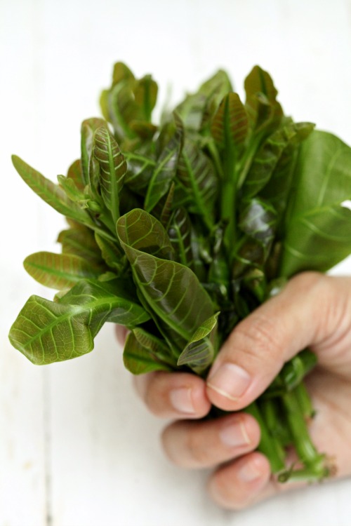 Kerabu Pucuk Gajus sedap! - masam manis