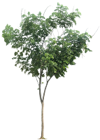 Tropical Plant Pictures: March 2010