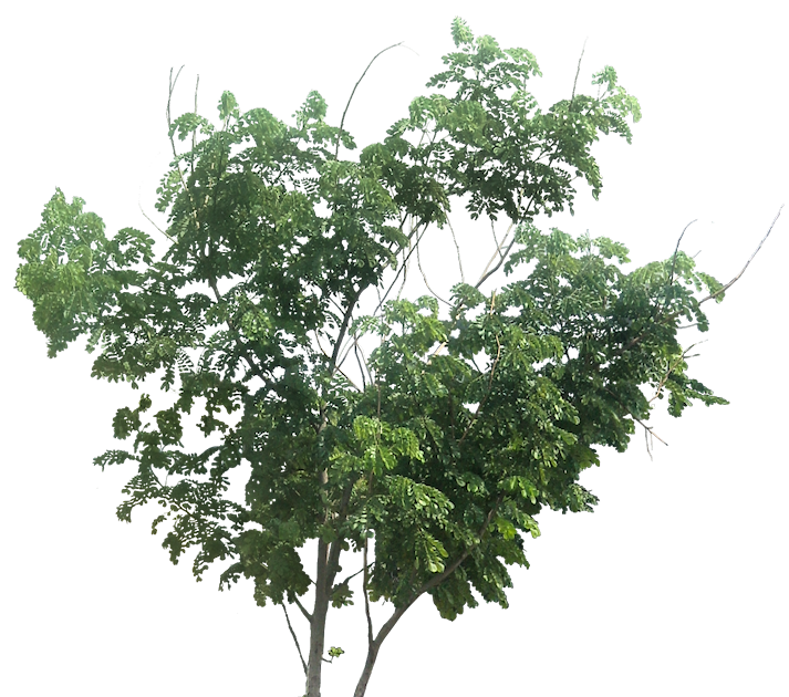 Tropical Plant Pictures: Albizia saman or Samanea Saman (Rain Tree)