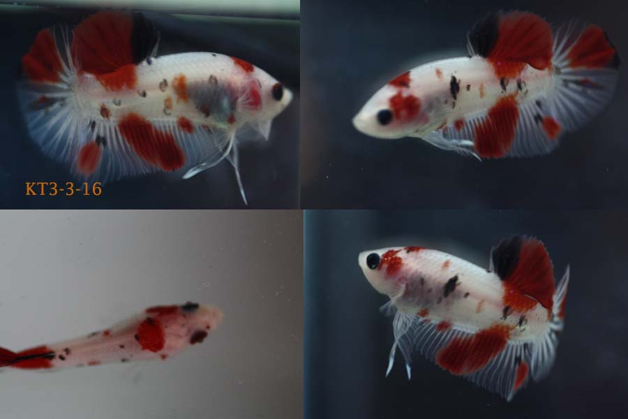 Bettazone: Betta of the week : Koi Tancho