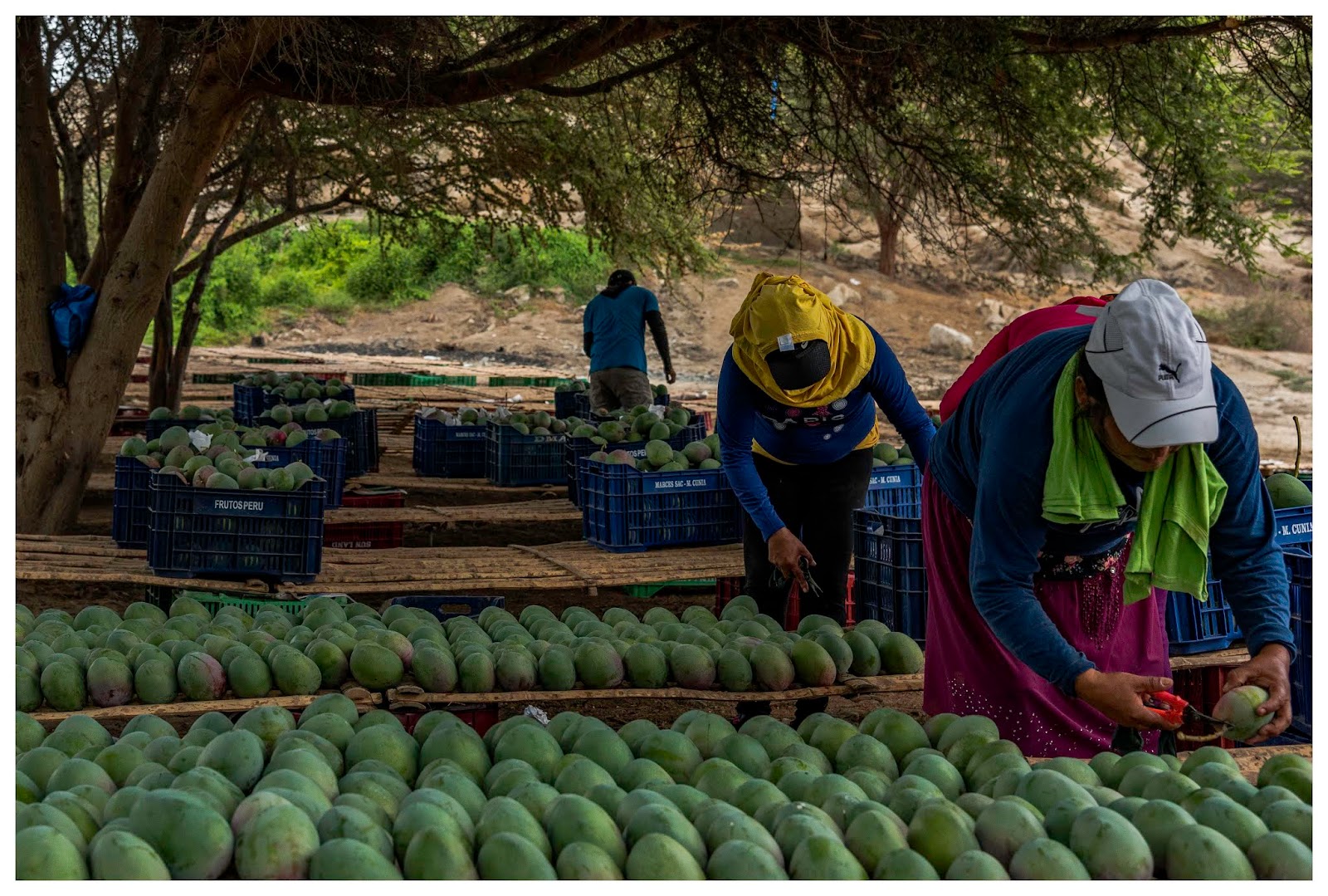 Cosecha de mango Kent