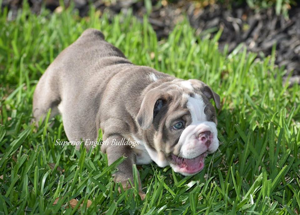 Mastiff Paws: Rare Color Lilac-Tri English Bulldog