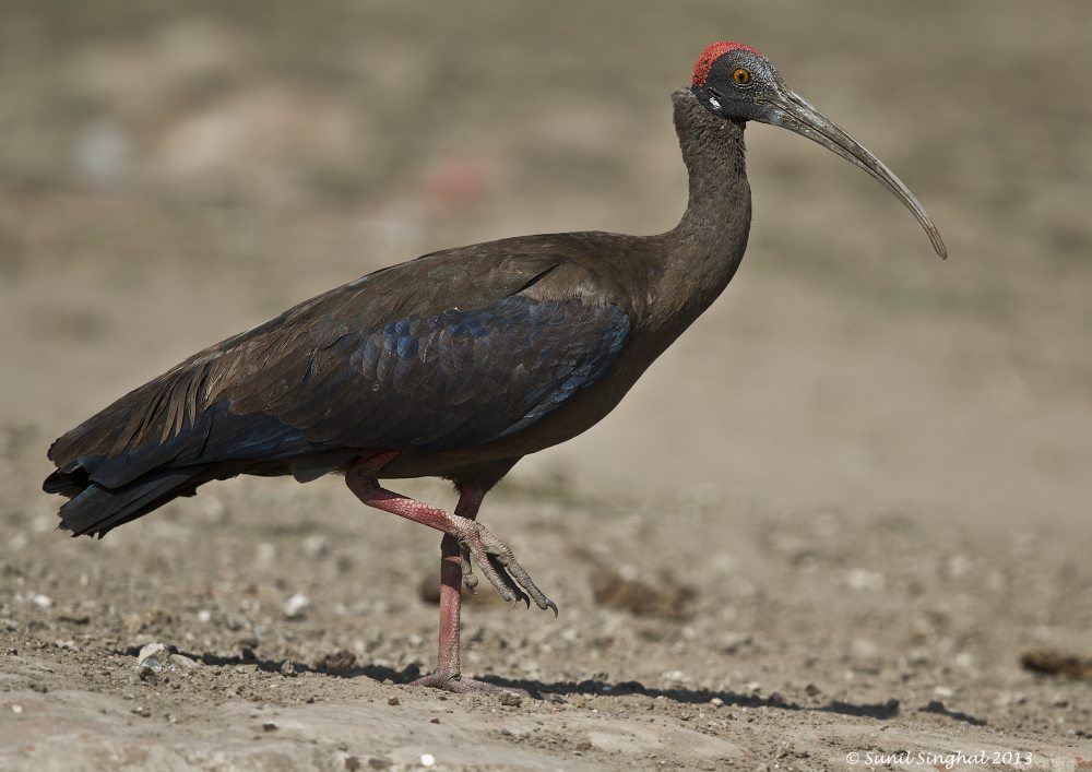 Indian Birds Photography: [BirdPhotoIndia] Black Ibis ( Pseudibis ...