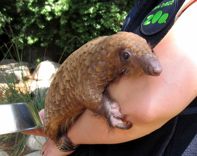 Life with Dylan: Endangered Species Monday - Pangolin