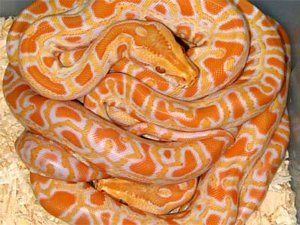 Pupile człowieka: Pyton tygrysi (Python molurus)