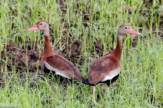 Pájaros, Pajarracos: Suirirí piquirrojo (CR)