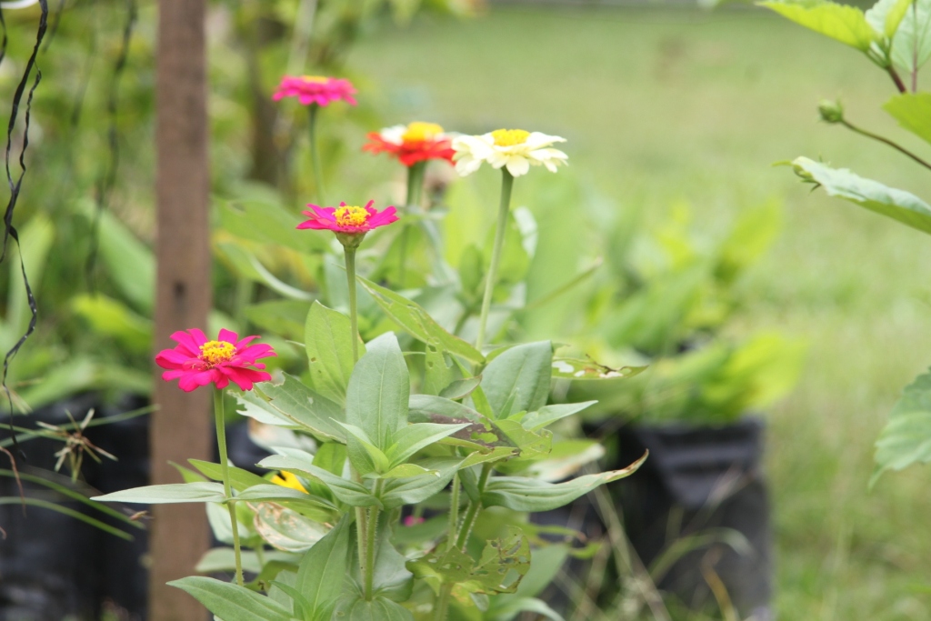 My little vegetable garden: Square Vegetable Bed with ubi kemili