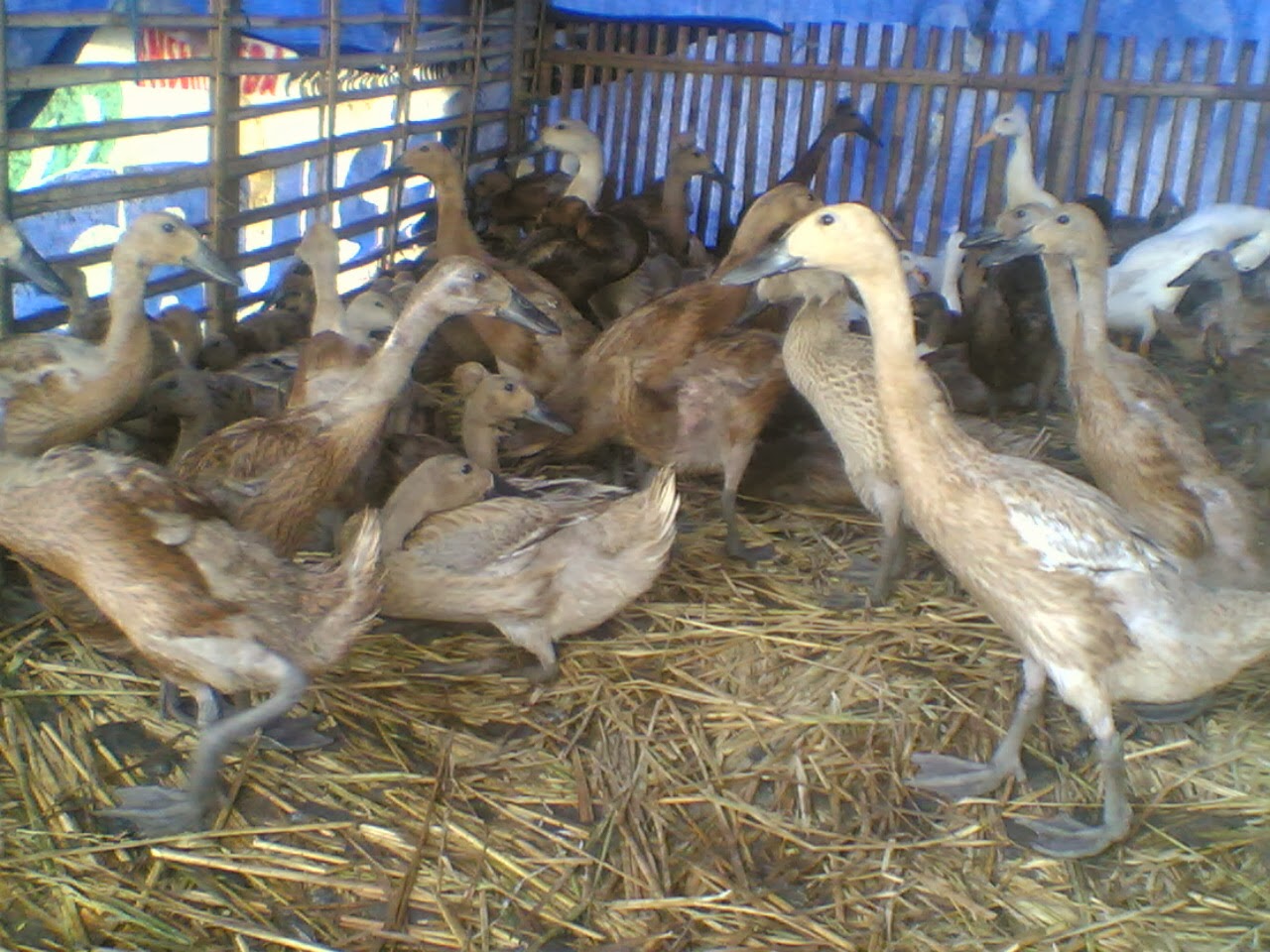 Cara Ternak Sapi: Ternak Itik Petelur contemporary