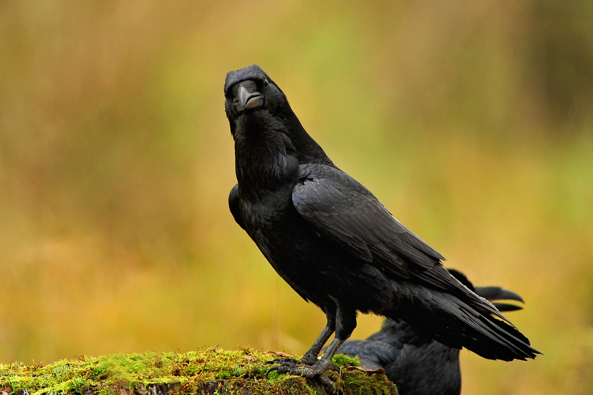 Stefan Pettersson Foto: Korp
