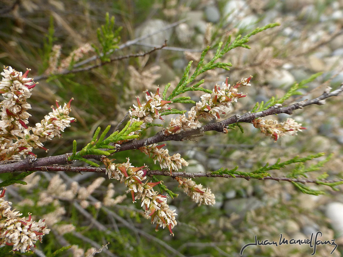 rocayflor: Flora del Somontano de Barbastro. Dicotiledóneas