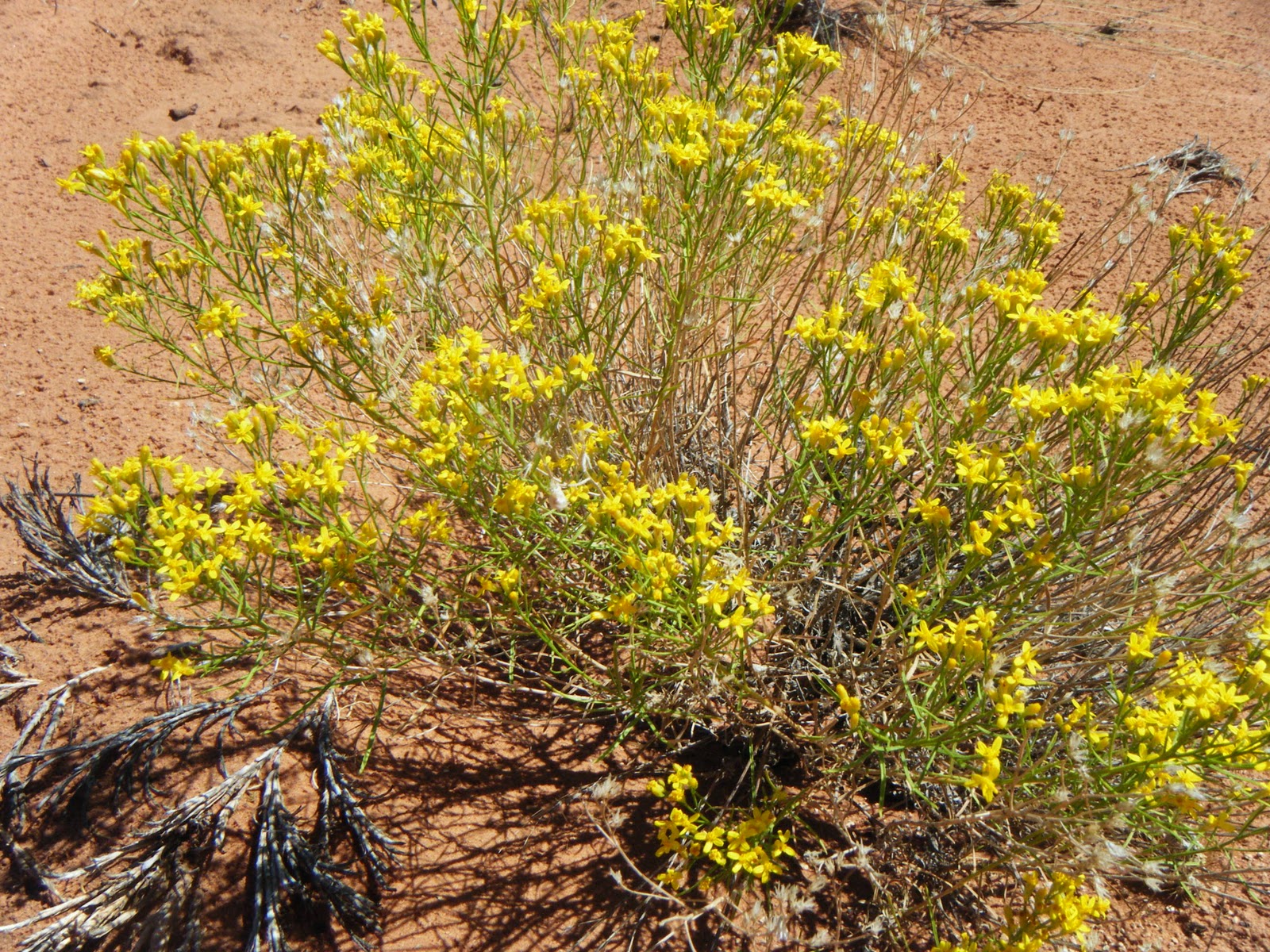 The Botanical Hiker: Western Plants