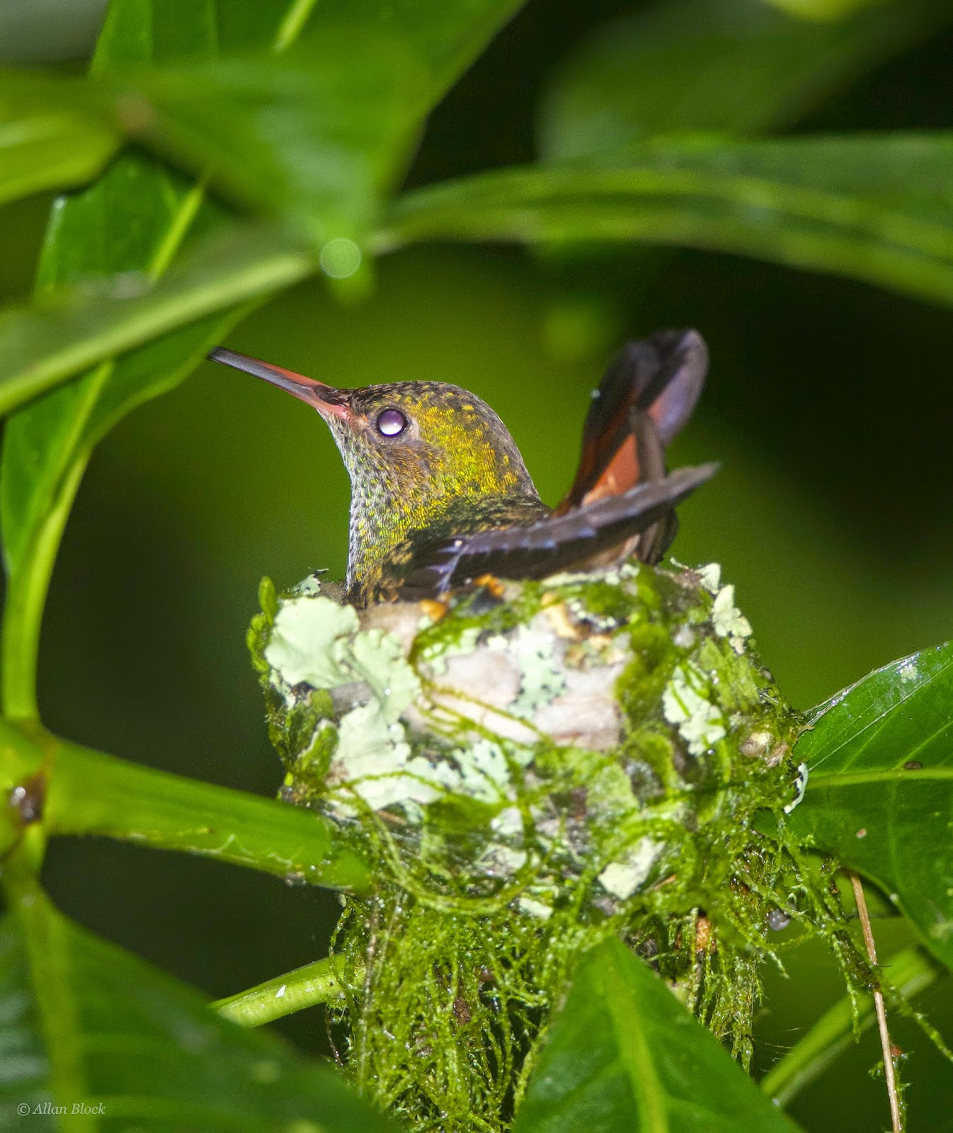 Feather Tailed Stories: Hummingbird Babies