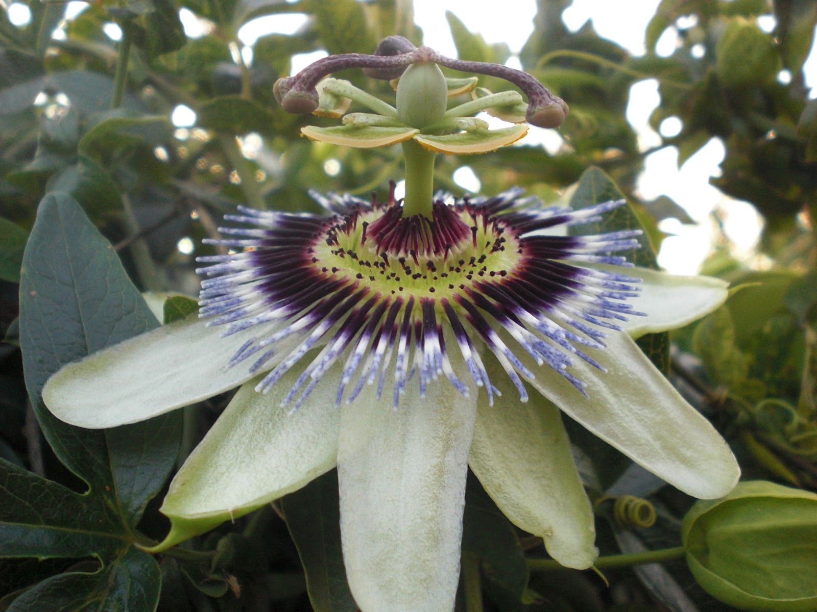 Perfumes y luces de Extremadura: Passiflora. Familia: Passifloraceae.