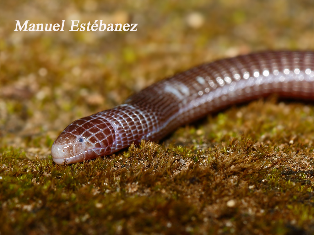 Miradas Cantábricas: Culebrilla ciega del Suroeste Ibérico (Blanus mariae)