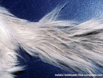 10 Jenis Penyakit Kulit Pada Kucing dan Cara Mengobatinya