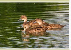 Jenis Itik Benjut Dan Ciri-Cirinya - Kumpulan Artikel Peternakan I ...