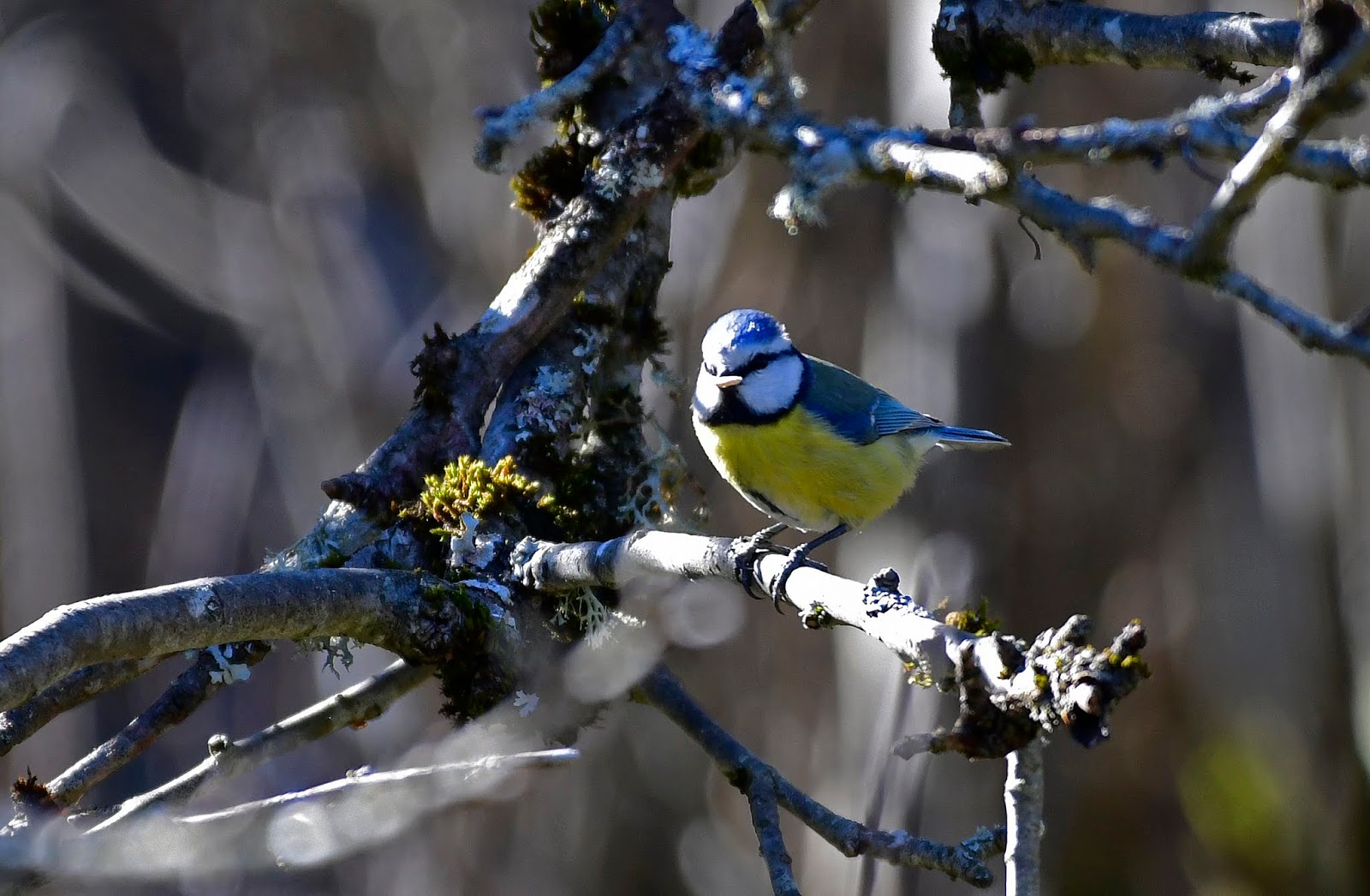Svångemåla News: Eurasian Blue Tit