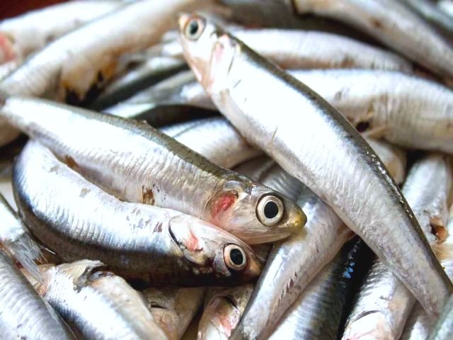 LA RICA ANCHOVETA: LA RICA ANCHOVETA