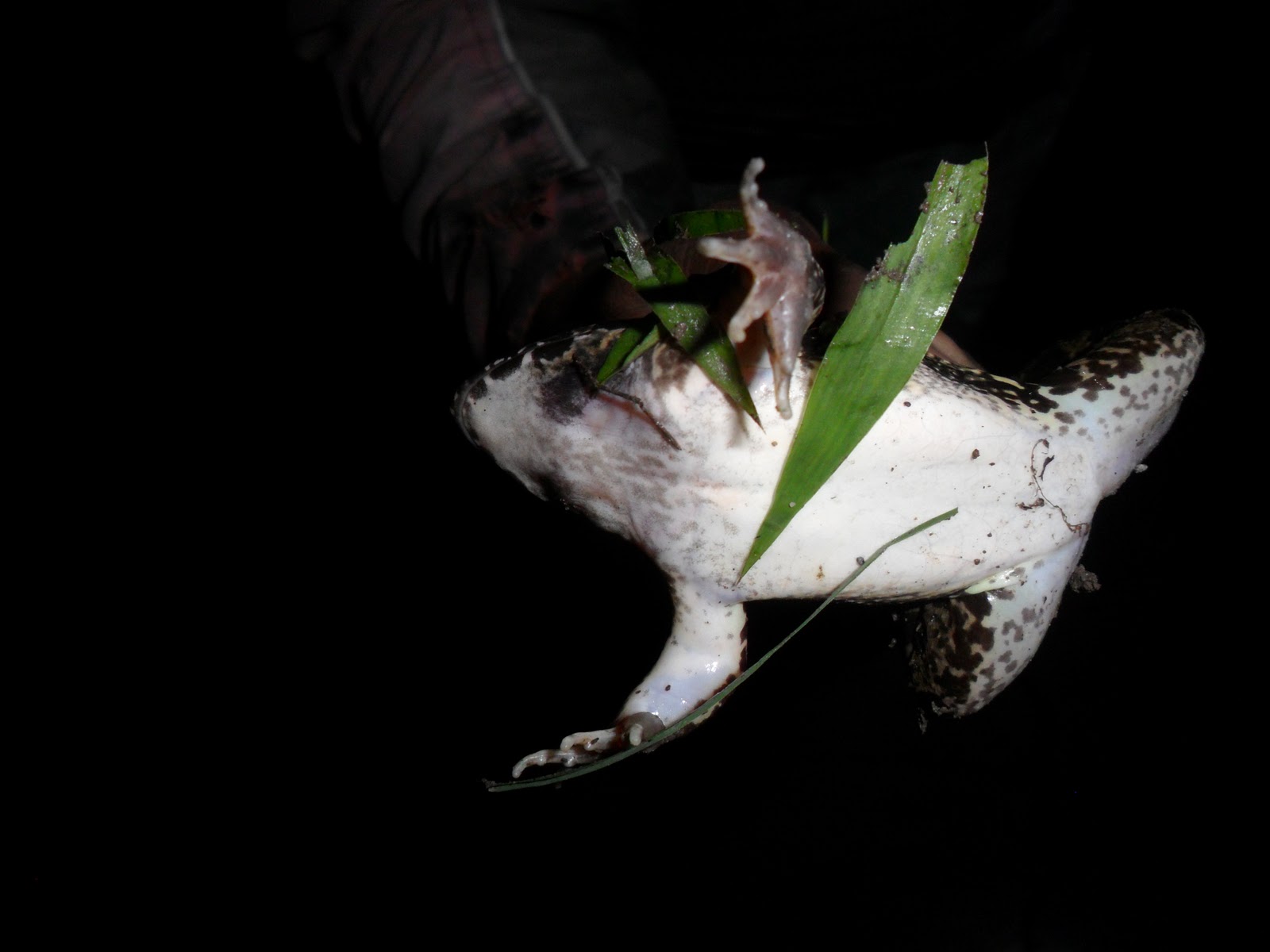 KUTUK MANCING KUTUK - SODIKIN: Seluk beluk Percil - Tips " Hunting ...