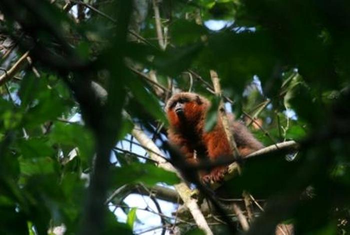 Species New to Science: [Mammalogy • 2006] Callicebus aureipalatii ...