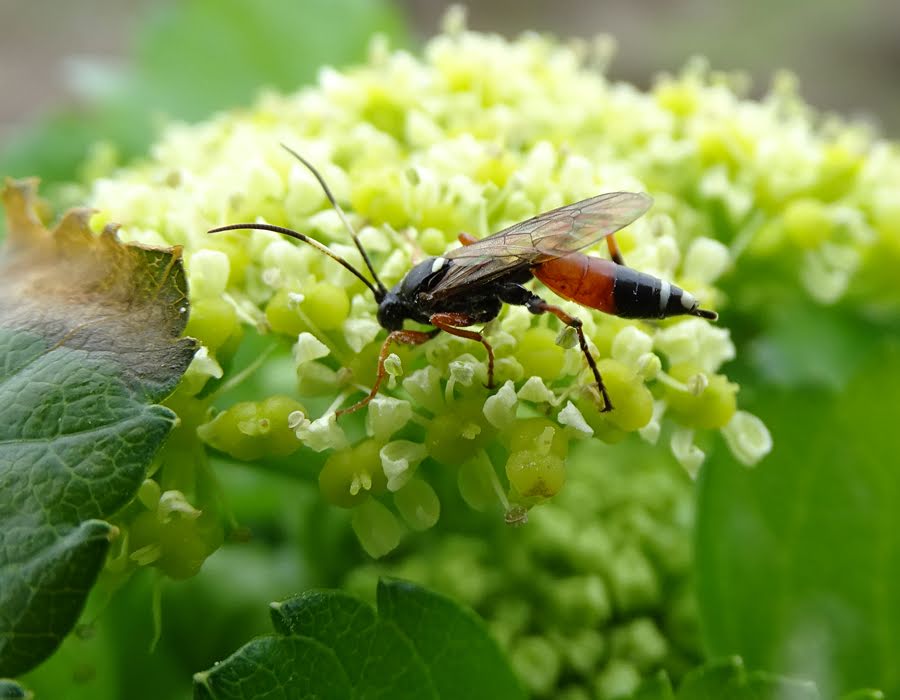 Port and Wey: Portland Insects T-Z