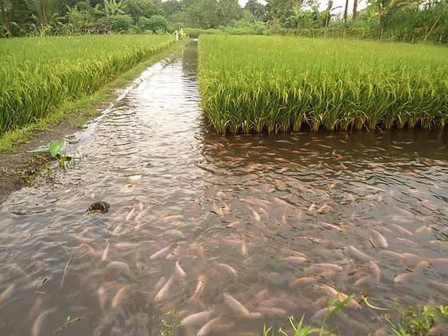 Biotecknowledge: Paddy cum fish culture