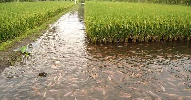 Biotecknowledge: Paddy cum fish culture