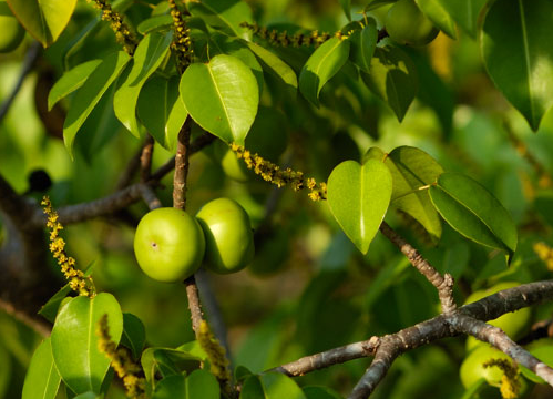 The Manchineel - World's Most Poisonous & Dangerous Tree | Most ...
