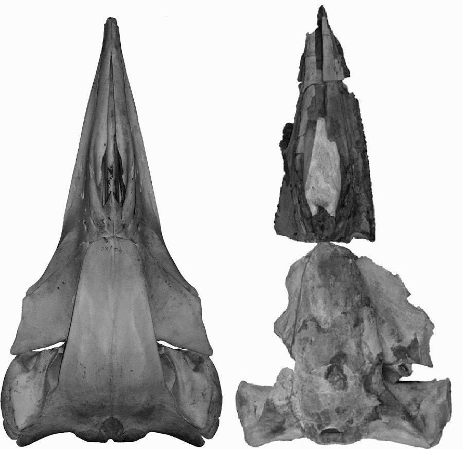 Species New to Science: [Cetology • 2012] Miocaperea pulchra ...