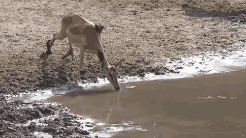 Chuck's Fun Page 2: Animals in motion - 16 GIFs