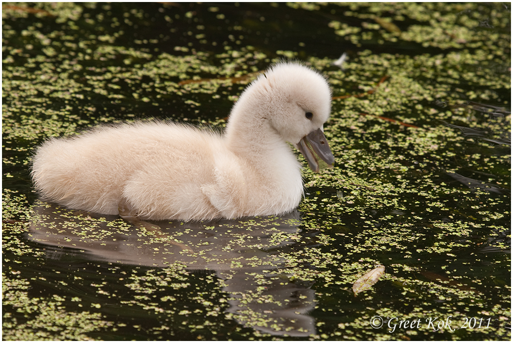 Foto`s van Greet: Volwassen en jonge dieren.